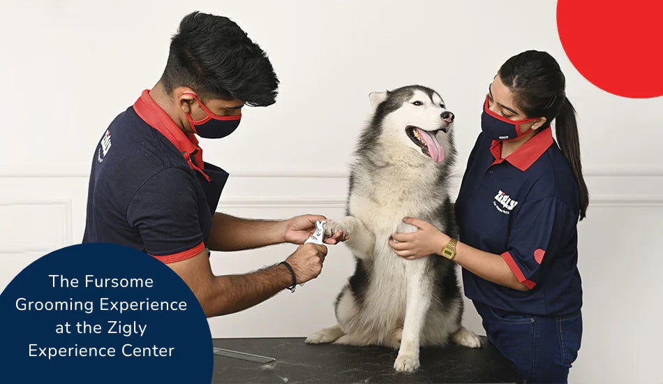 Zigly Experience Center: Premium Pet Grooming Services for Your Fur Baby
