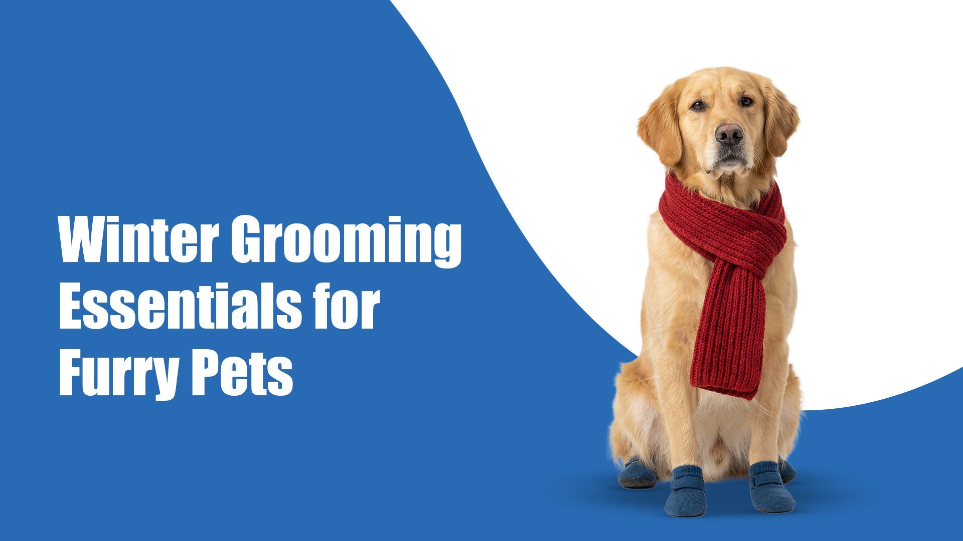 Winter Grooming Essentials for Furry Pets | Pet Care Guide | Zigly