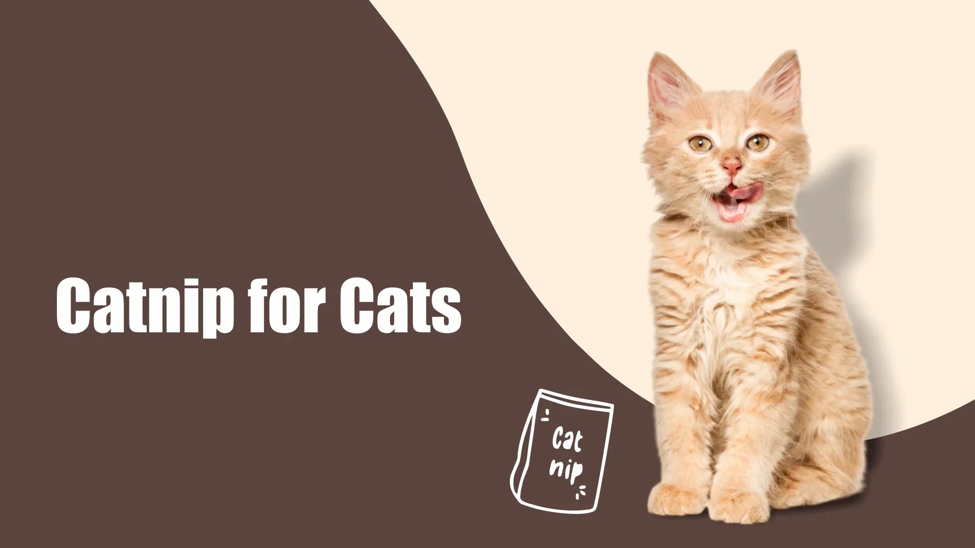 Catnip for Cats: Benefits, Uses & Safety Tips | Zigly