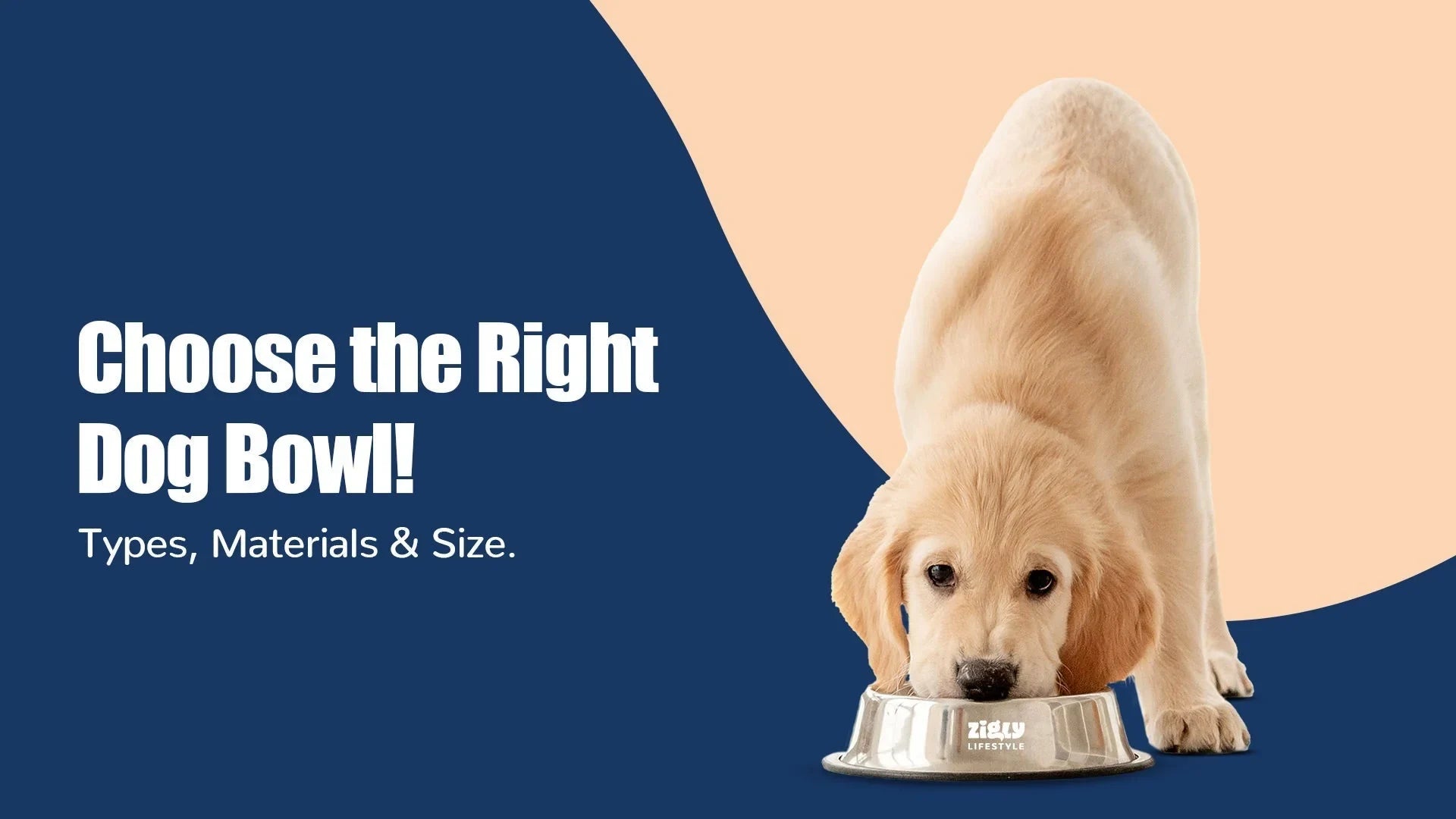 Choose the Right Dog Bowl - Types, Materials & Size | Zigly