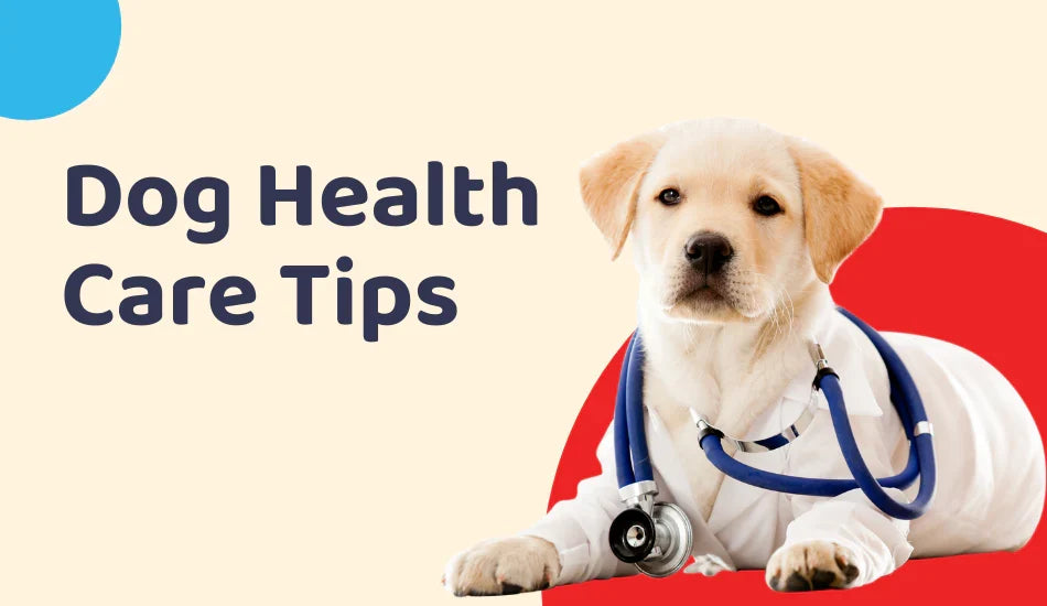 Dog Health Care Tips for Every Pet Parent | Zigly