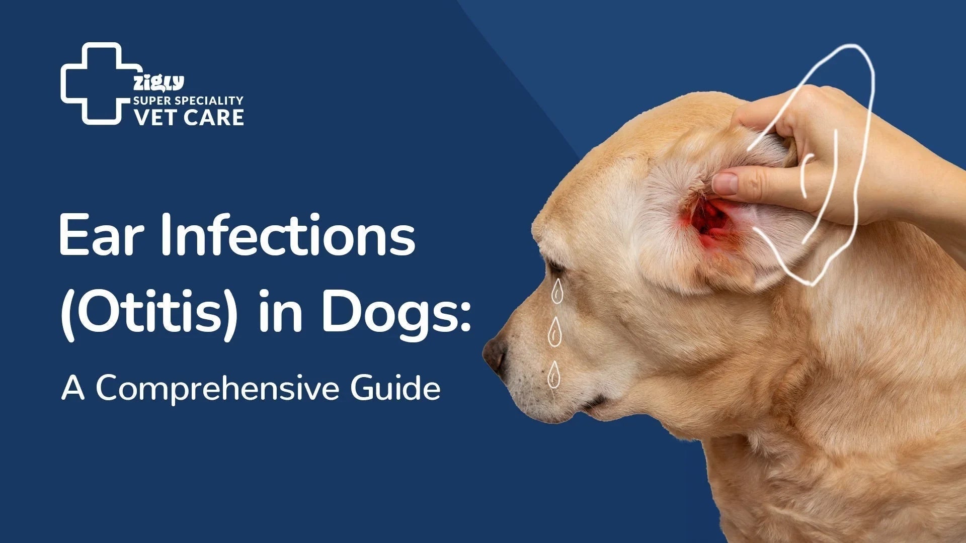 Dog Ear Infections (Otitis): Causes, Symptoms & Treatment | Zigly