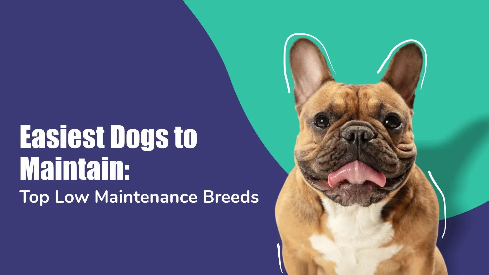 Easiest Dogs to Maintain: Top Low Maintenance Breeds | Zigly