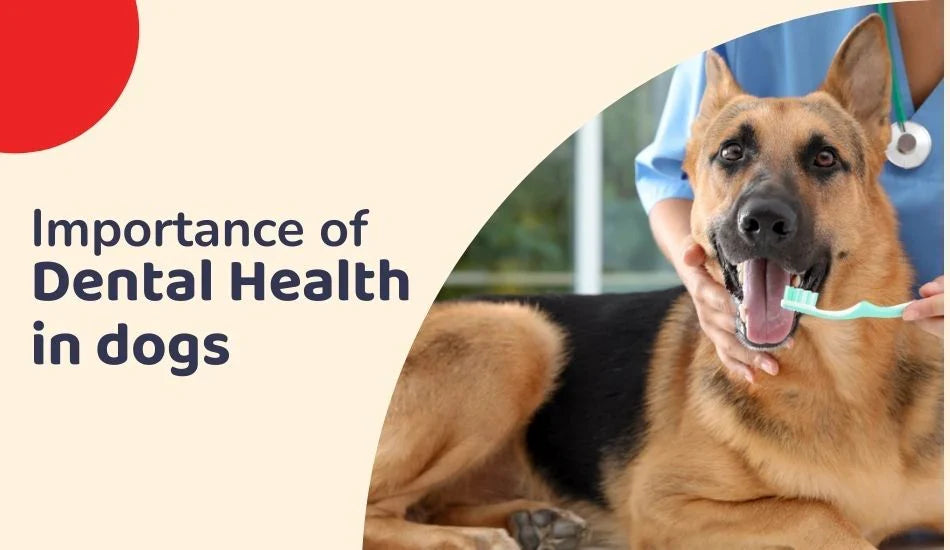 Importance of Dental Health in Pets | Zigly