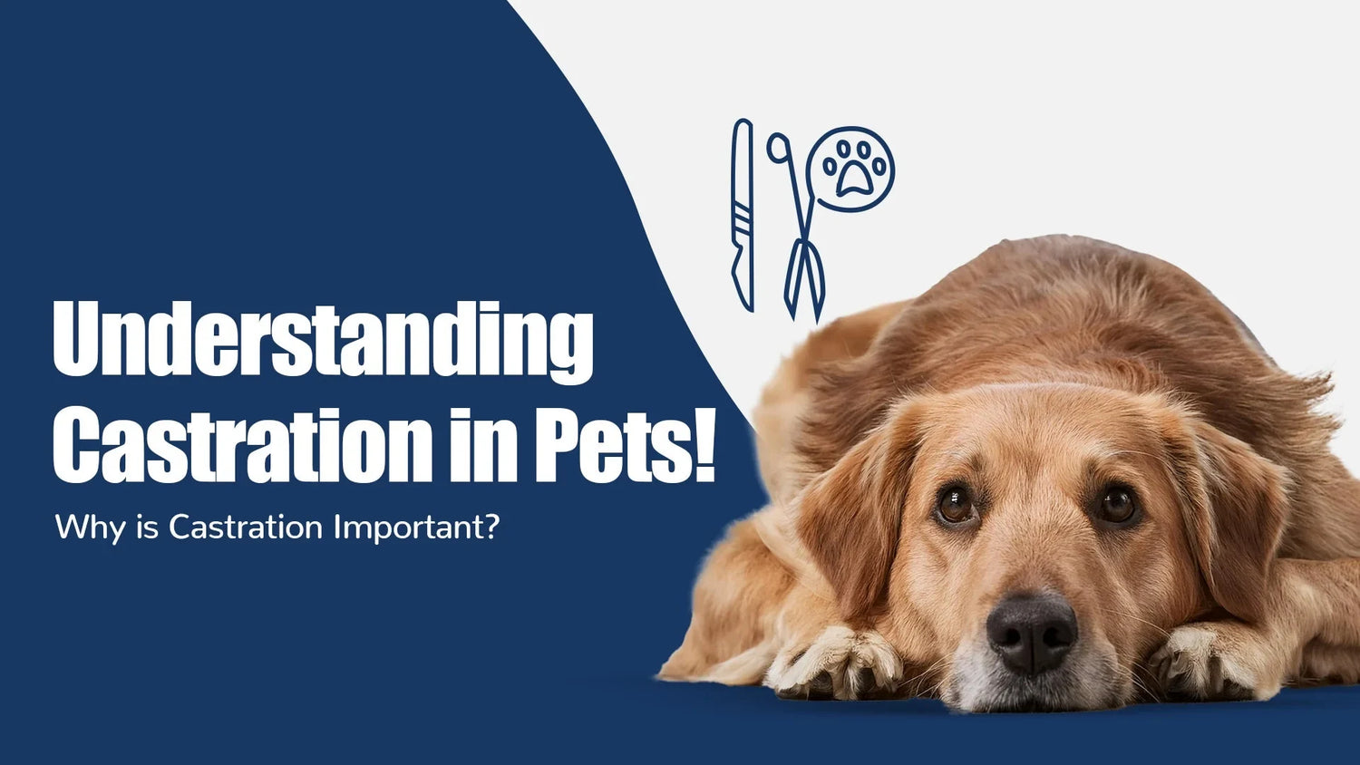 Understanding Castration in Pets: A Complete Guide | Zigly