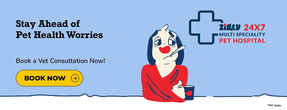 Trusted Online Pet Store | Premium Pet Food, Toys & Supplies | Zigly